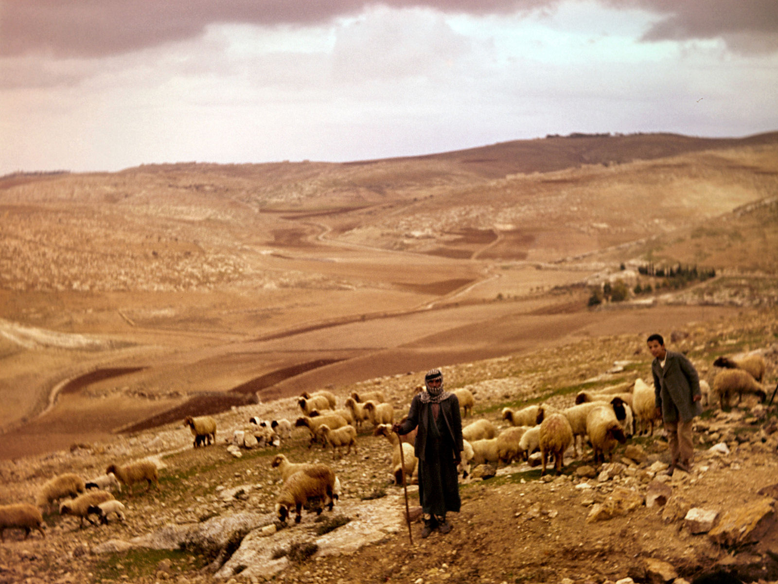 The Good Shepherd – gregoryjenks